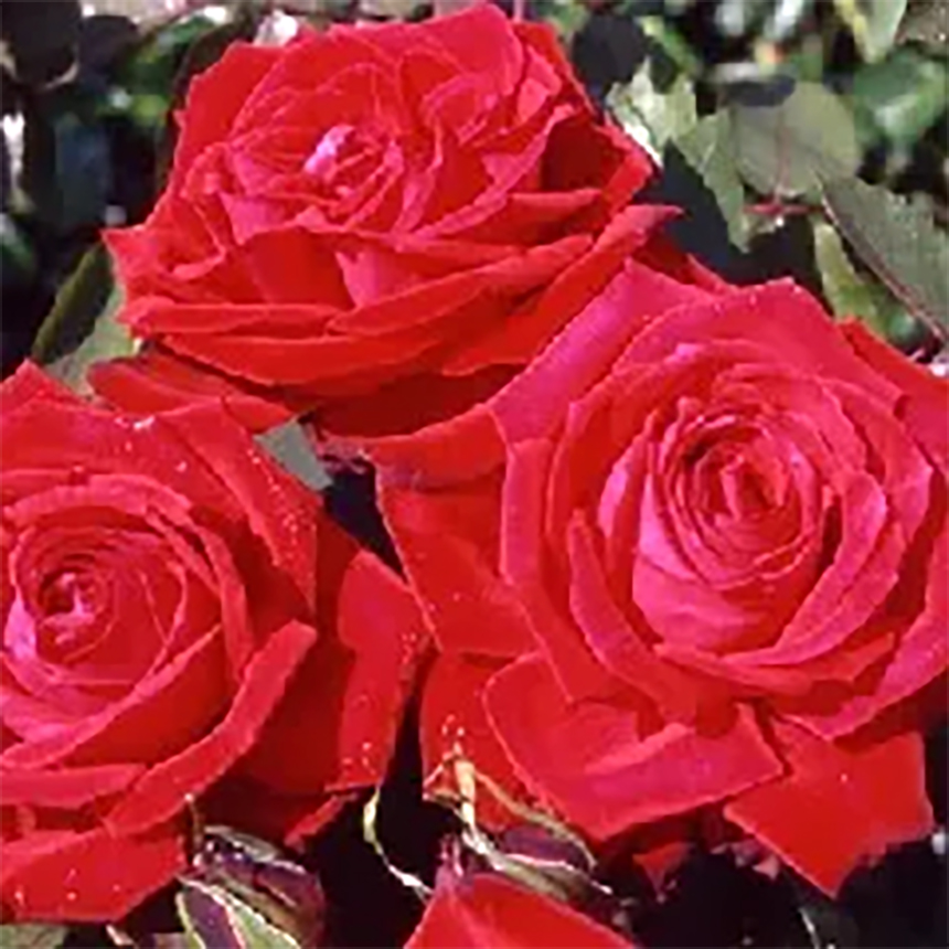 Cocker’s Roses – Grown In Scotland