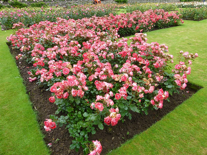 Cocker’s Roses – Grown In Scotland